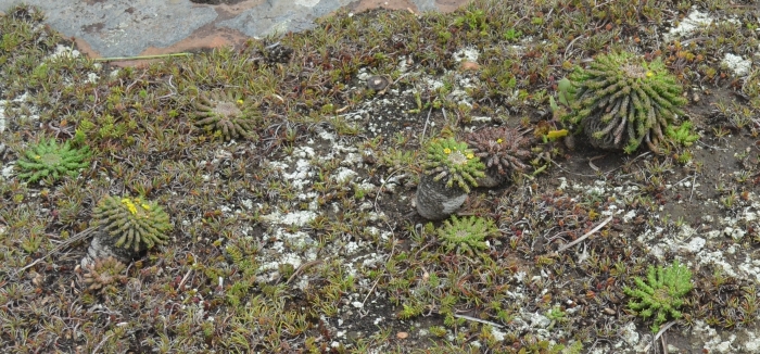 Euphorbia flanaganii | PlantZAfrica
